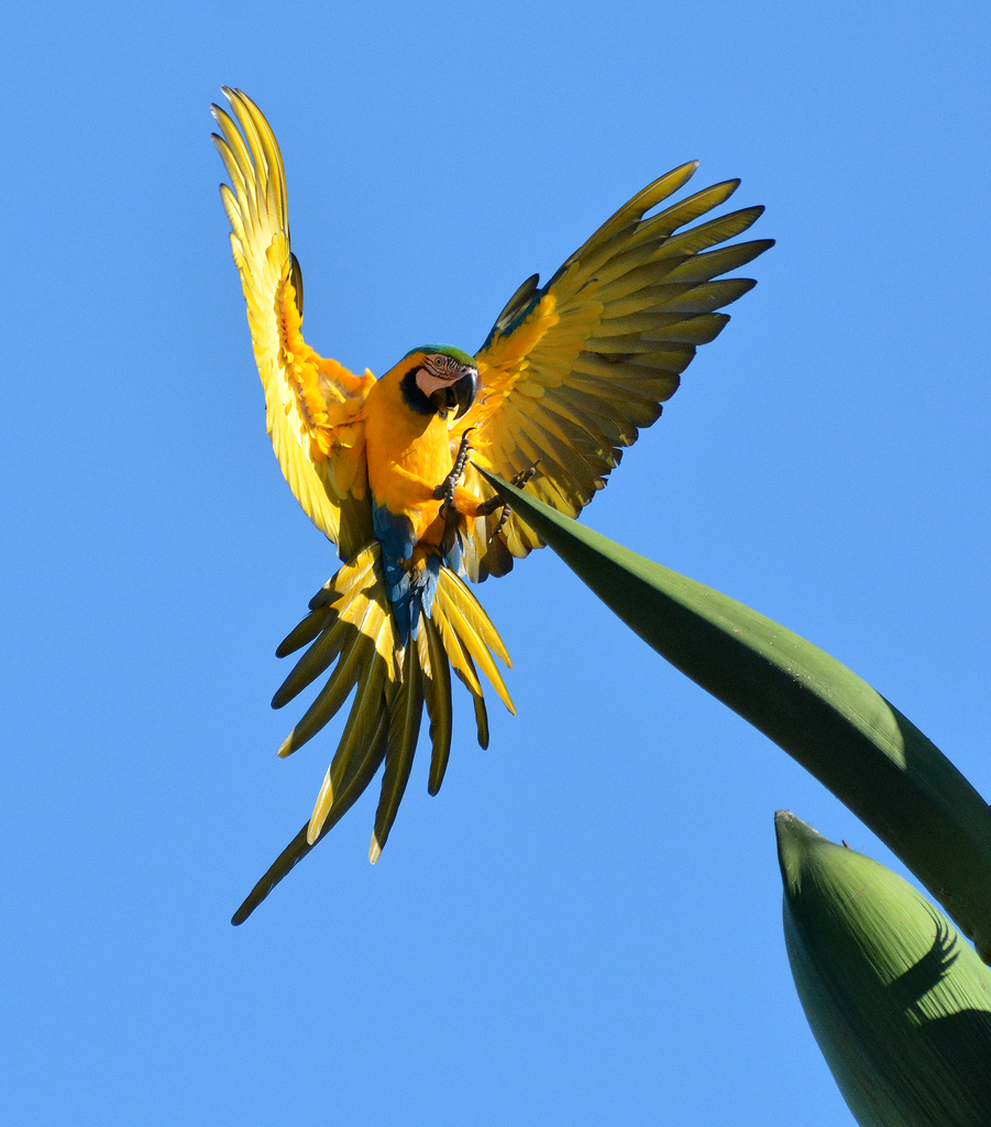 Foto arara-canindé (Ara ararauna) Por Jussara Gruber | Wiki Aves - A ...