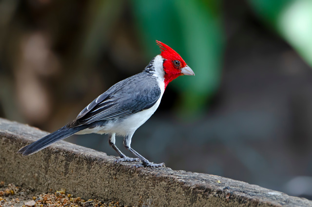 Foto cardeal (Paroaria coronata) Por Susana Coppede | Wiki Aves - A ...