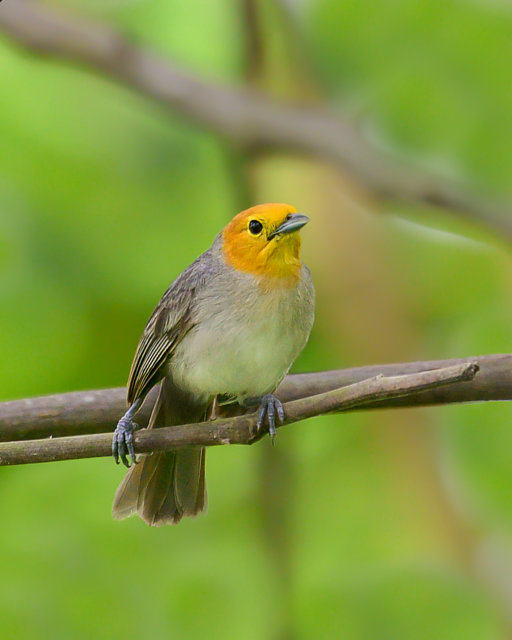 Foto saí-canário (Thlypopsis sordida) Por Lucas Klassmann | Wiki Aves - A Enciclopédia das Aves ...