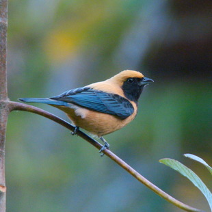 saíra-amarela (Tangara cayana) | WikiAves - A Enciclopédia das Aves do ...
