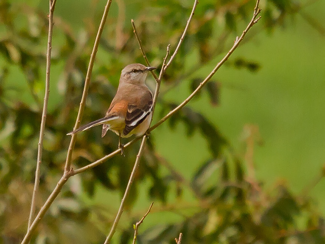 Foto calhandra-de-três-rabos (Mimus triurus) Por Júlio Silveira | Wiki ...