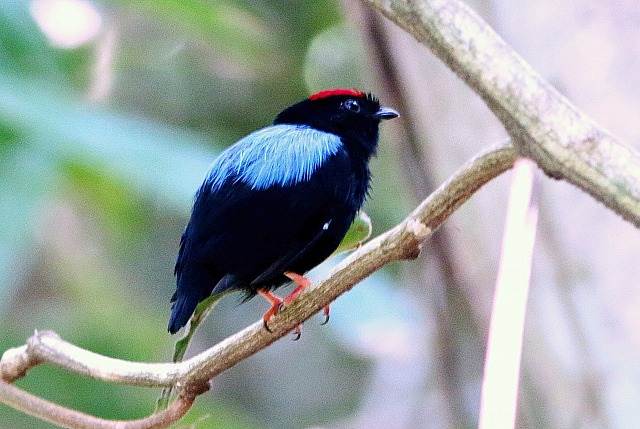 Foto tangará-príncipe (Chiroxiphia pareola) Por Jorge D. Pavani ...