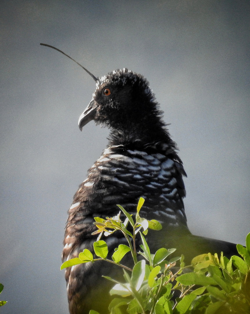 Foto anhuma (Anhima cornuta) Por Jon Holmen | Wiki Aves - A ...