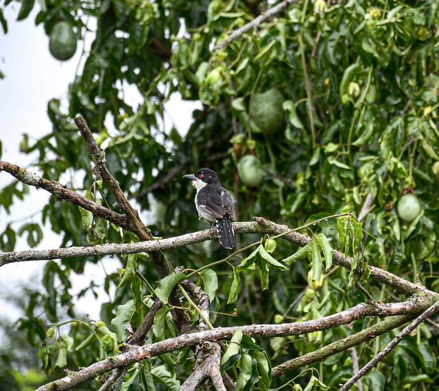 Foto choró-boi (Taraba major) Por Douglas Riff | Wiki Aves - A ...
