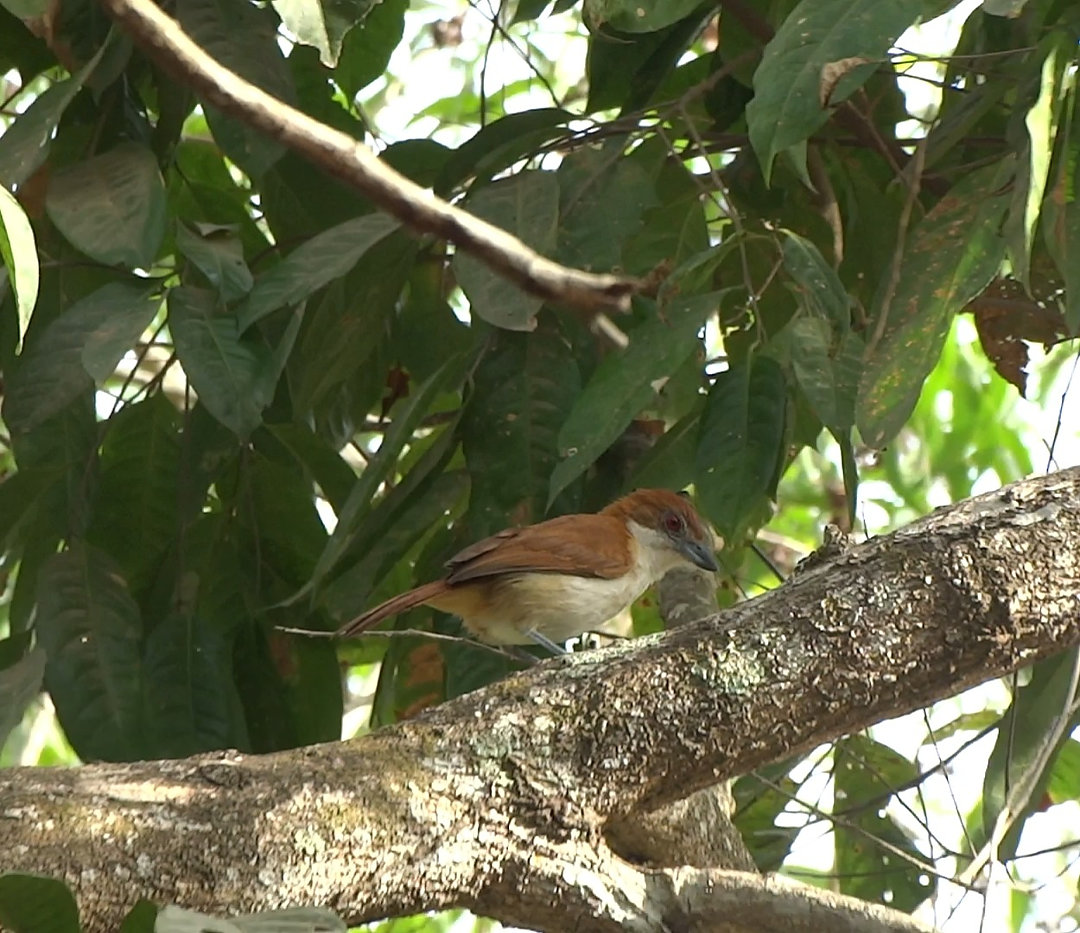 Foto choró-boi (Taraba major) Por Rodrigo A. Azevedo | Wiki Aves - A ...