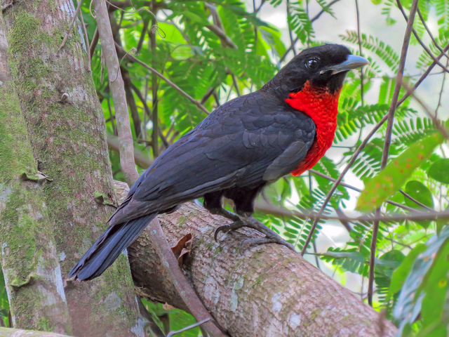 pavó (Pyroderus scutatus) | WikiAves - A Enciclopédia das Aves do Brasil