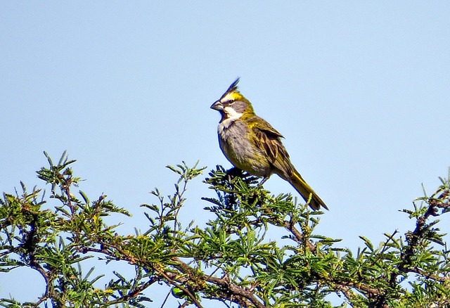 Foto cardeal-amarelo (Gubernatrix cristata) Por Fernando Pacheco | Wiki ...