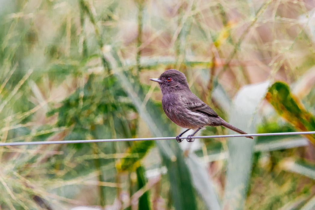 Foto maria-preta-acinzentada (Knipolegus striaticeps) Por Edir Alves ...