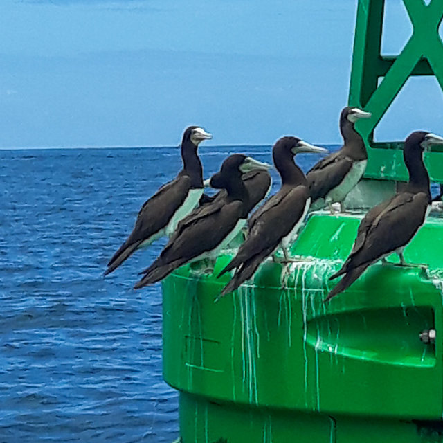 Foto atobá-pardo (Sula leucogaster) Por Bianca Pinho | Wiki Aves - A ...