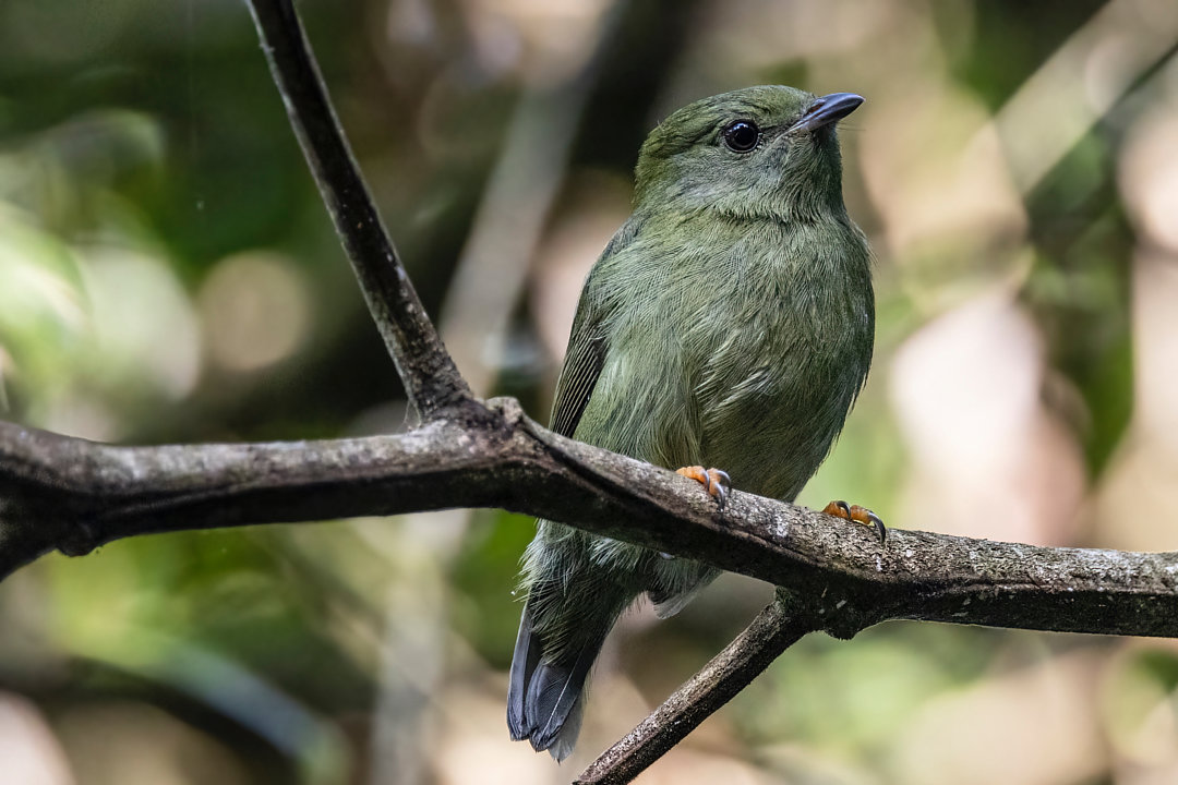 Foto rendeira (Manacus manacus) Por Thelma Gatuzzo | Wiki Aves - A ...
