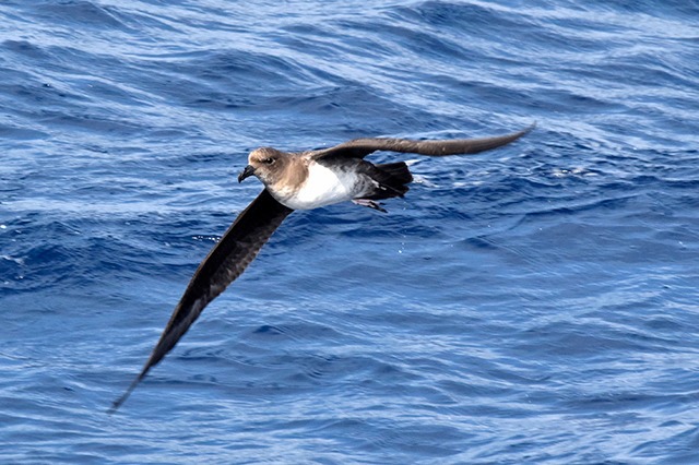 grazina-de-barriga-branca (Pterodroma incerta) | WikiAves - A ...