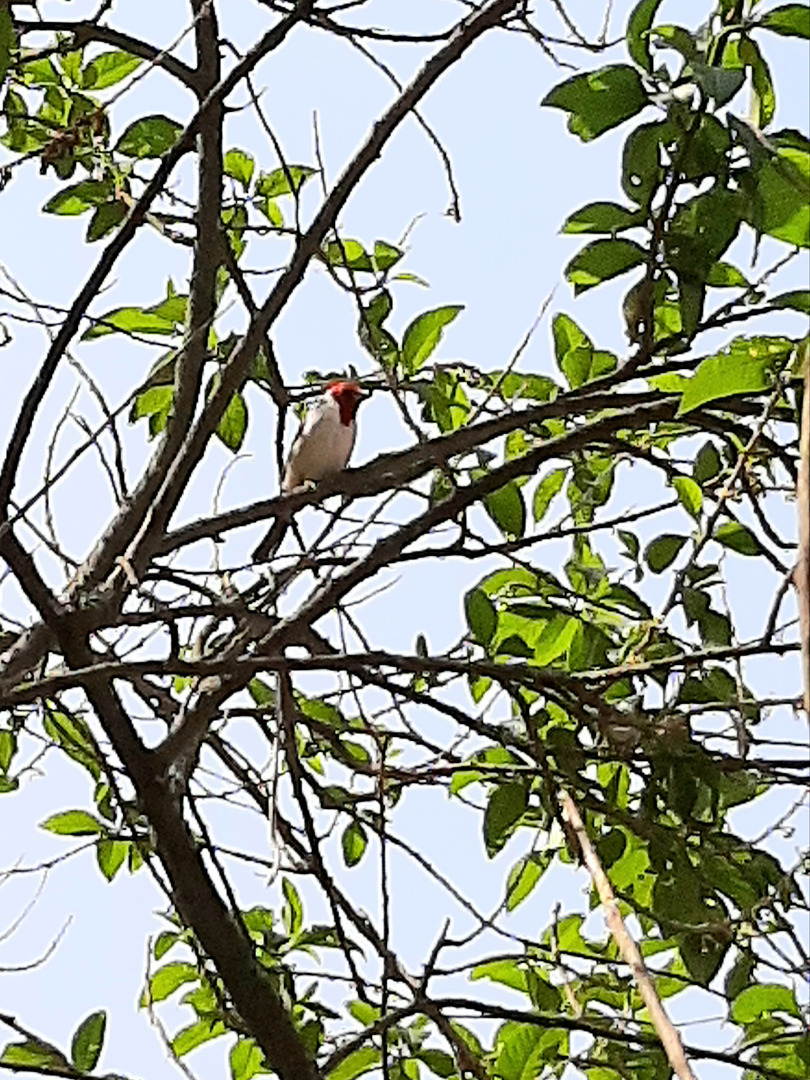 Foto cardeal (Paroaria coronata) Por Flávio Sousa | Wiki Aves - A ...