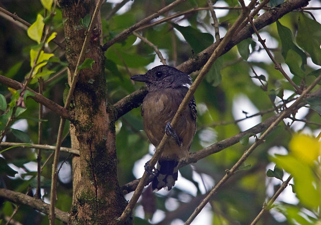 Foto choca-da-mata (Thamnophilus caerulescens) Por Jacques Passamani ...