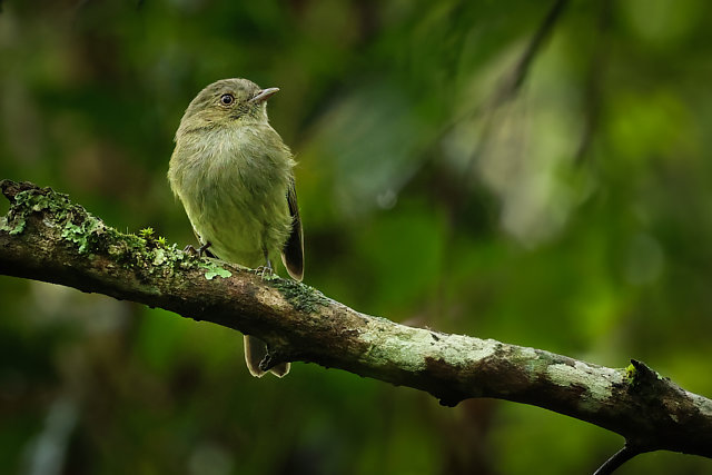 Foto fruxu (Neopelma chrysolophum) Por antonio amaral | Wiki Aves - A ...