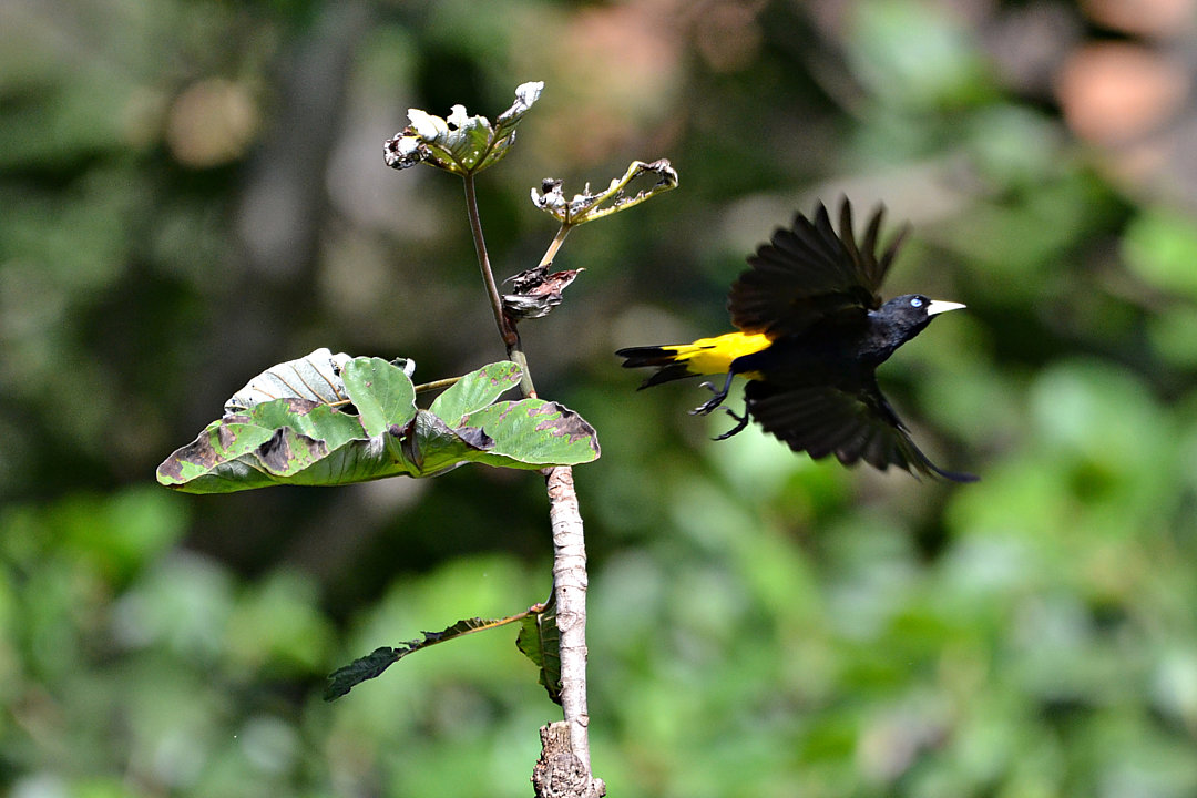 Foto xexéu (Cacicus cela) Por Luciano Moura | Wiki Aves - A ...