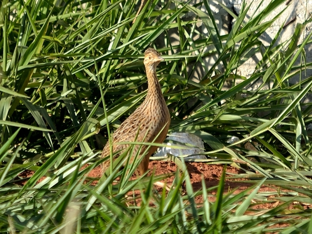 Foto codorna-amarela (Nothura maculosa) Por Hideko Helena Okita | Wiki ...