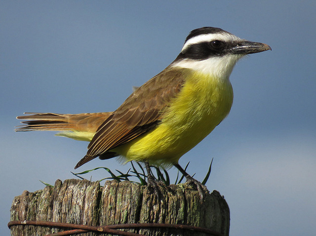 Foto bem-te-vi (Pitangus sulphuratus) Por Caio Belleza | Wiki Aves - A ...