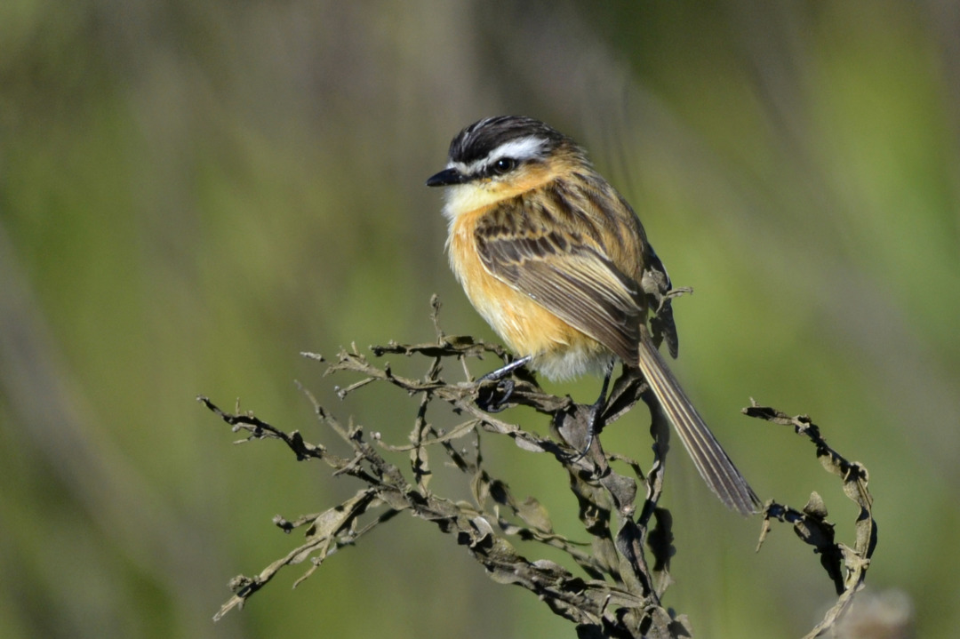 Foto papa-moscas-do-campo (Culicivora caudacuta) Por Anderson Warkentin ...