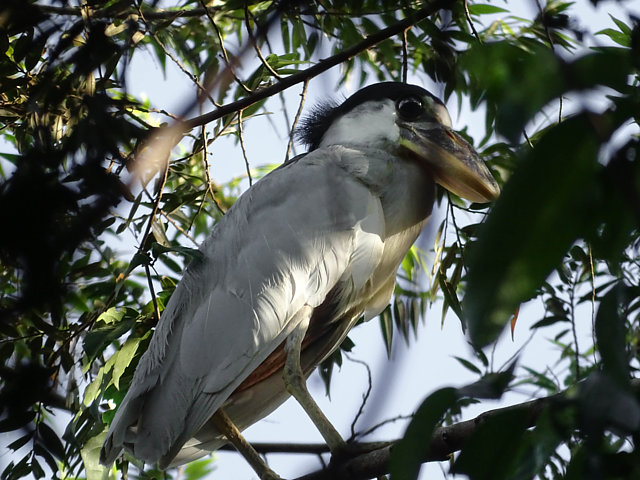 Foto arapapá (Cochlearius cochlearius) Por Francielly Reis | Wiki Aves ...