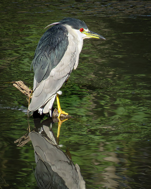 Foto socó-dorminhoco (Nycticorax nycticorax) Por Rafael Lopes ...