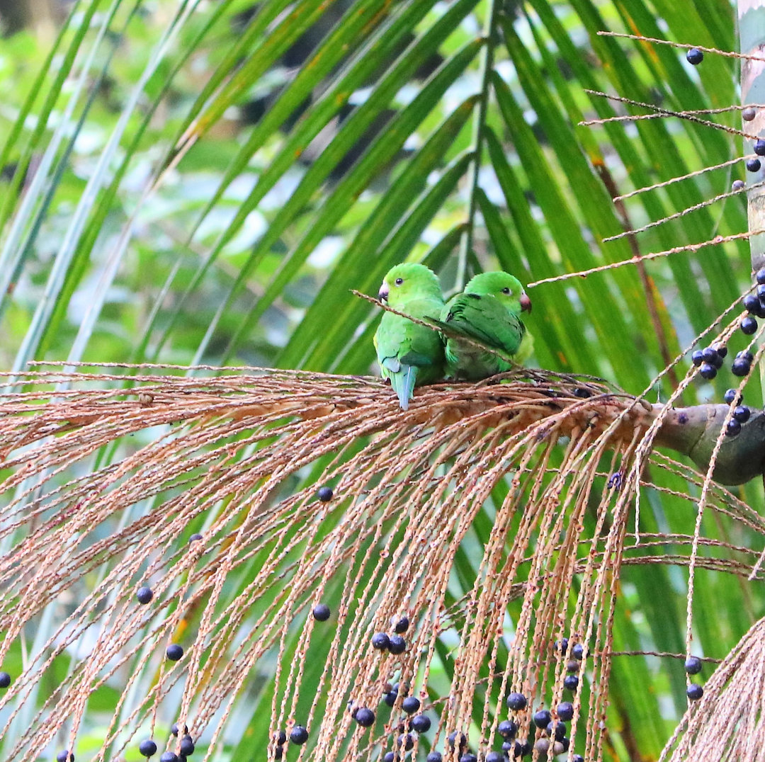 Foto periquito-rico (Brotogeris tirica) Por Renata Hajjar | Wiki Aves ...