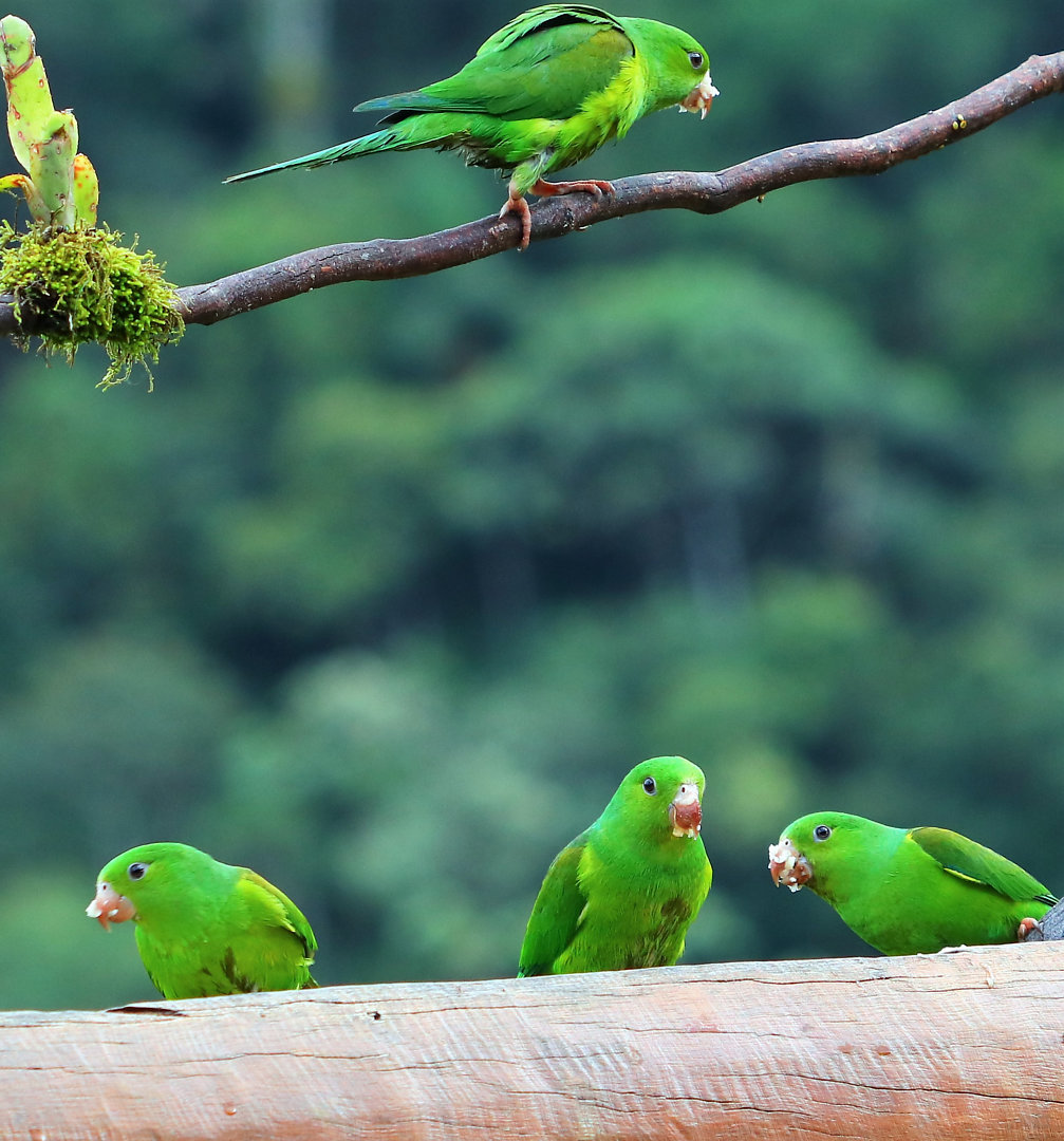 Foto periquito-rico (Brotogeris tirica) Por Renata Hajjar | Wiki Aves ...