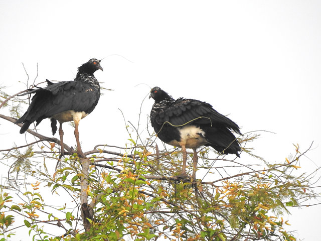 Foto anhuma (Anhima cornuta) Por Luiz N. Filho | Wiki Aves - A ...