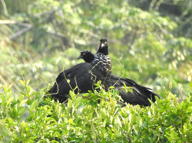 Foto anhuma (Anhima cornuta) Por Luiz N. Filho | Wiki Aves - A ...