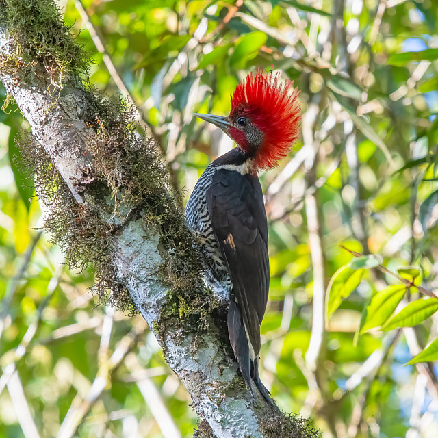 Foto pica-pau-de-cara-canela (Celeus galeatus) Por Fabyano Costa | Wiki Aves - A Enciclopédia ...