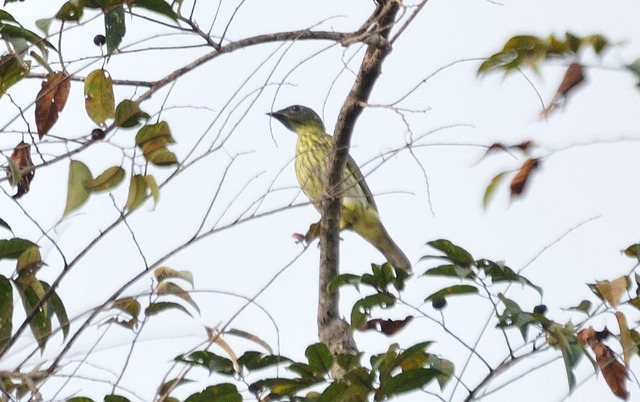 araponga-da-amazônia (Procnias albus) | WikiAves - A Enciclopédia das ...