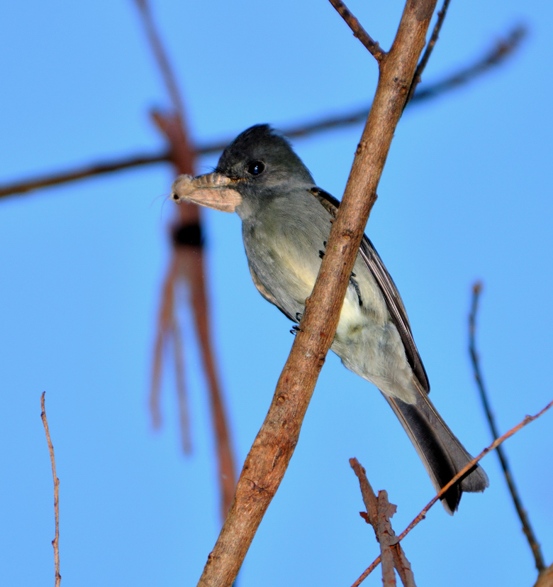 Foto papa-moscas-cinzento (Contopus cinereus) Por Emerson Kaseker | Wiki Aves - A Enciclopédia ...