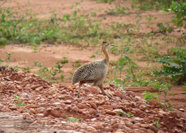 Foto perdiz (Rhynchotus rufescens) Por Alan Souza | Wiki Aves - A ...
