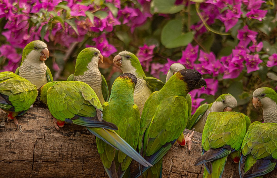 Foto caturrita (Myiopsitta monachus) Por José Pireni | Wiki Aves - A ...
