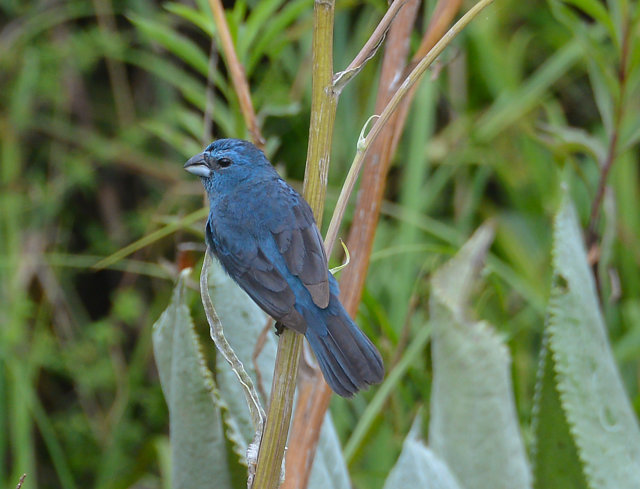 Foto azulinho (Cyanoloxia glaucocaerulea) Por Roberto Rodrigues | Wiki ...