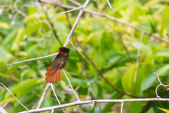 Foto beija-flor-vermelho (Chrysolampis mosquitus) Por Catrieli Crivelari | Wiki Aves - A ...