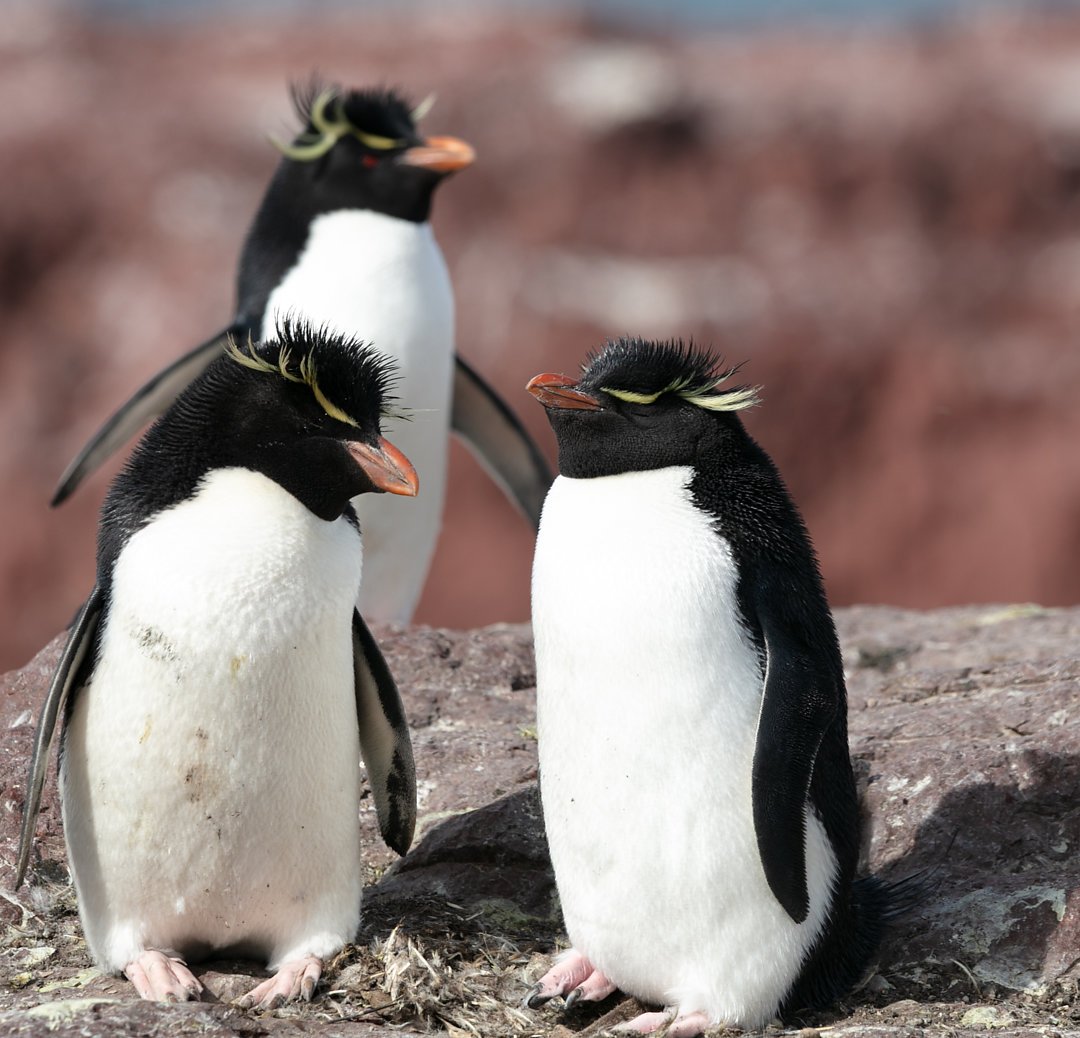 Foto pinguim-de-penacho-amarelo (Eudyptes chrysocome) Por Rogerio ...