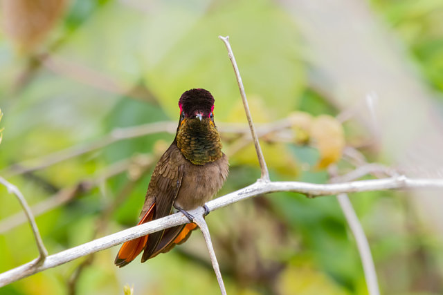 Foto beija-flor-vermelho (Chrysolampis mosquitus) Por Gabriel Bonfa | Wiki Aves - A Enciclopédia ...