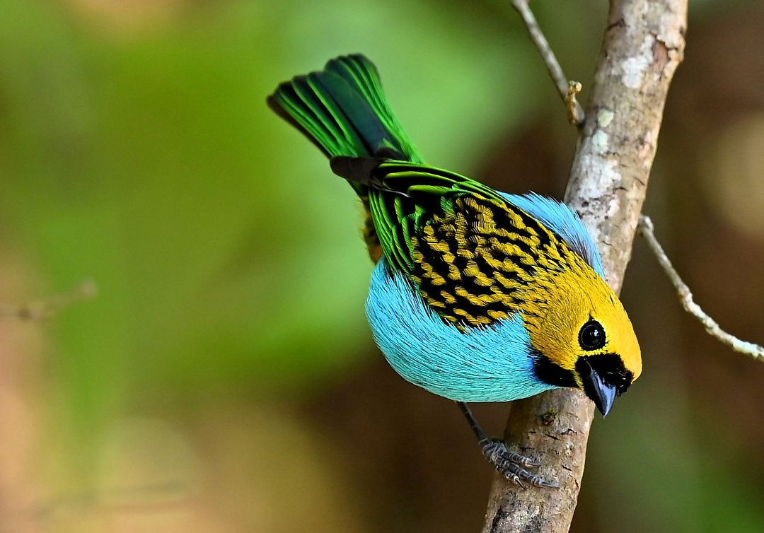 Foto saíra-douradinha (Tangara cyanoventris) Por Stephen Jones | Wiki ...
