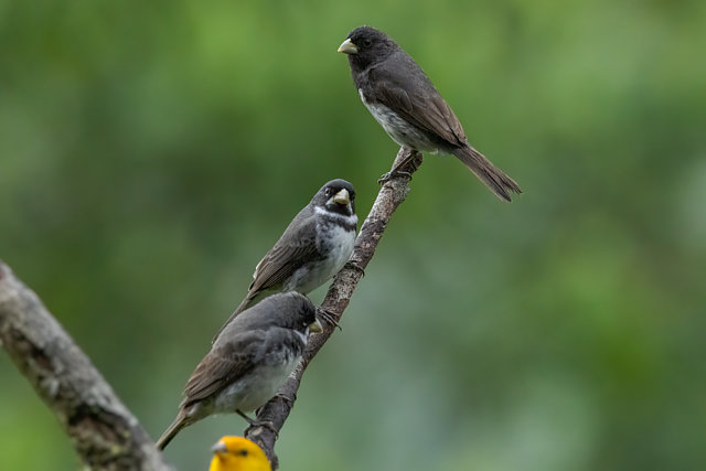 Foto papa-capim-de-costas-cinza (Sporophila ardesiaca) Por Thelma ...