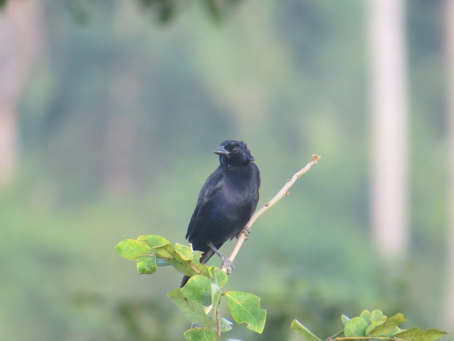 Foto chupim (Molothrus bonariensis) Por Igor Nascimento | Wiki Aves - A ...