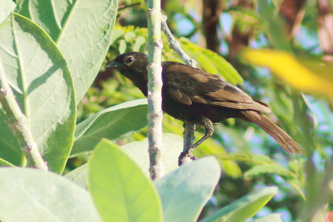 Foto chupim (Molothrus bonariensis) Por Guilherme B. Pereira | Wiki ...