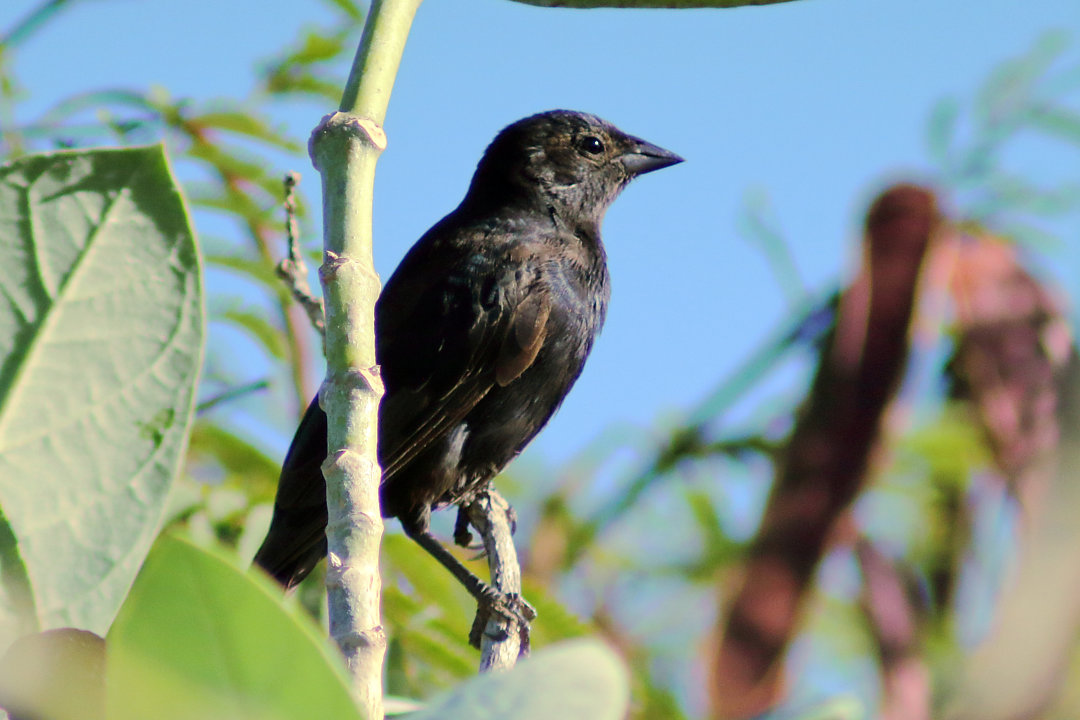 Foto chupim (Molothrus bonariensis) Por Guilherme B. Pereira | Wiki ...