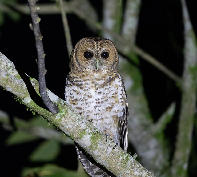 Foto coruja-listrada (Strix hylophila) Por Helder Lotto | Wiki Aves - A ...