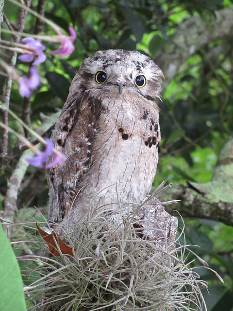 Foto urutau (Nyctibius griseus) Por Simone | Wiki Aves - A Enciclopédia ...