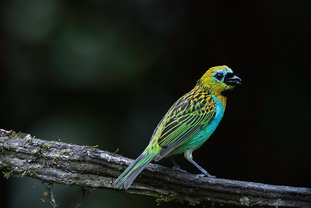 Foto saíra-lagarta (Tangara desmaresti) Por Thelma Gatuzzo | Wiki Aves ...