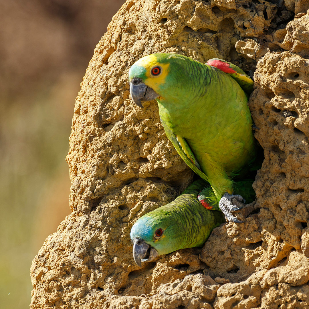 Foto papagaio-verdadeiro (Amazona aestiva) Por Richard Stubing | Wiki ...