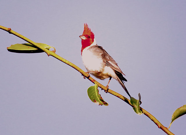 Foto cardeal (Paroaria coronata) Por Fernando Pacheco | Wiki Aves - A ...