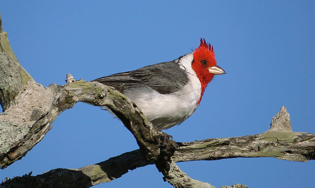 Foto cardeal (Paroaria coronata) Por Fernando Pacheco | Wiki Aves - A ...