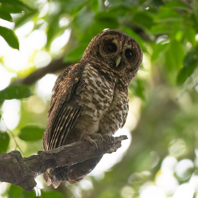 Foto coruja-listrada (Strix hylophila) Por Marcos Guirado | Wiki Aves ...