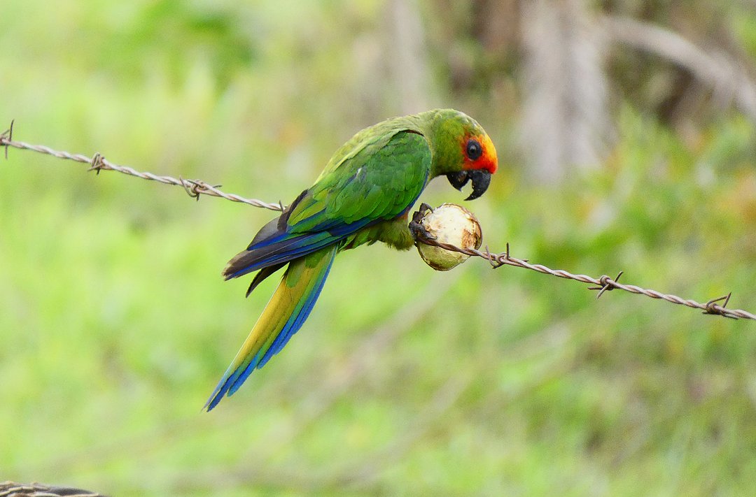 Foto jandaia-de-testa-vermelha (Aratinga auricapillus) Por Patrícia ...